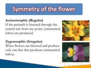 Structure of the flower | PPT