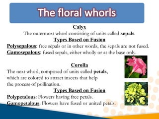 Structure of the flower | PPT