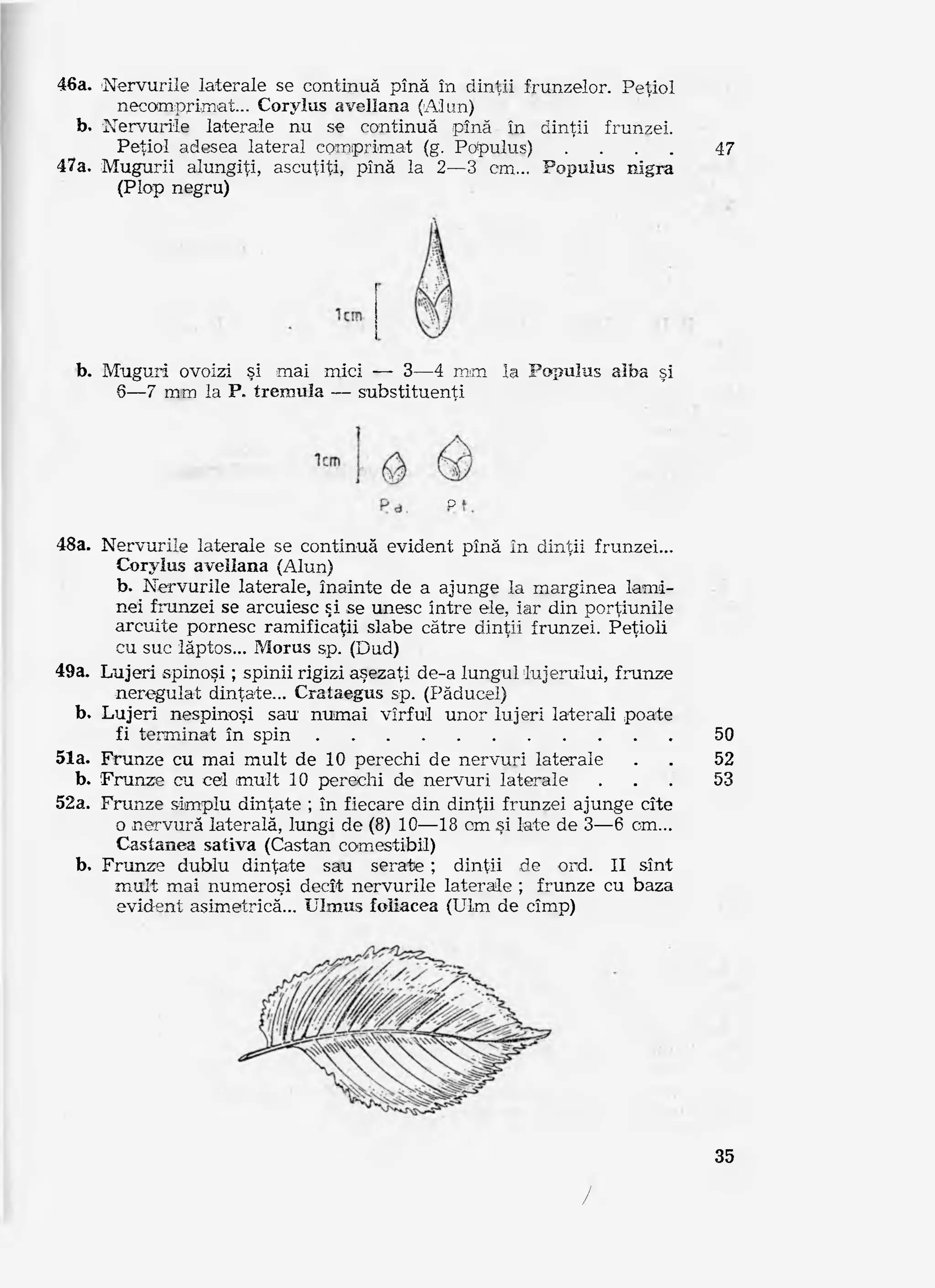 Flora medicinala a Romaniei vol. I | PDF