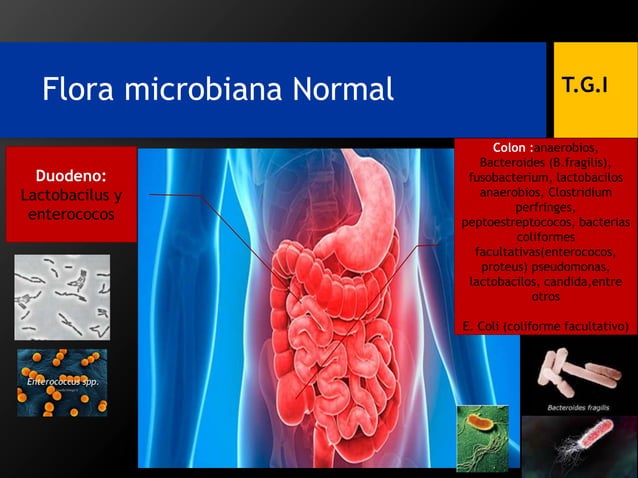 Flora Microbiana Normal | PPTX