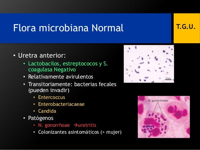 Flora Microbiana Normal