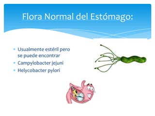 Flora Microbiana | PPTX