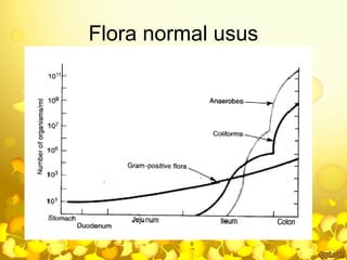FLORA NORMAL | PPT