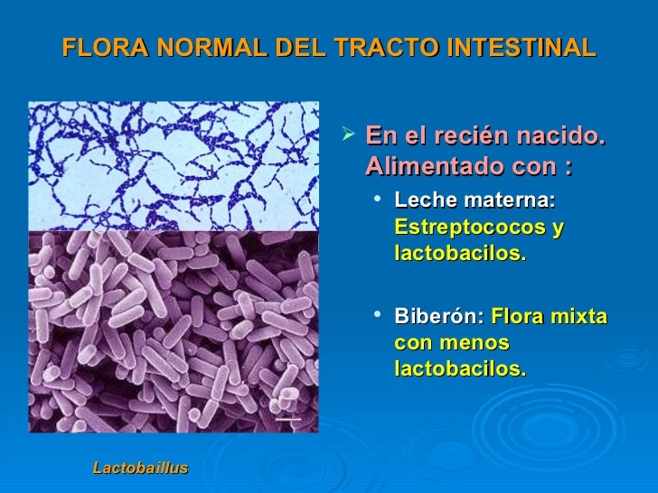 Normal Gut Flora