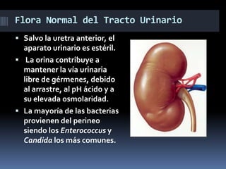 Flora normal del cuerpo humano y su importancia | PPTX