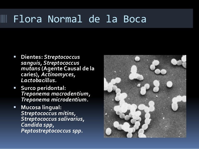 Grupo de estudio piercers Uruguay: BACTERIAS, FLORA NORMAL, MARCACION Y ...