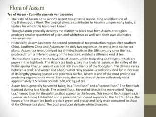 Flora of assam | PPTX