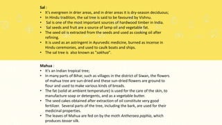 Flora of Bihar | PPTX