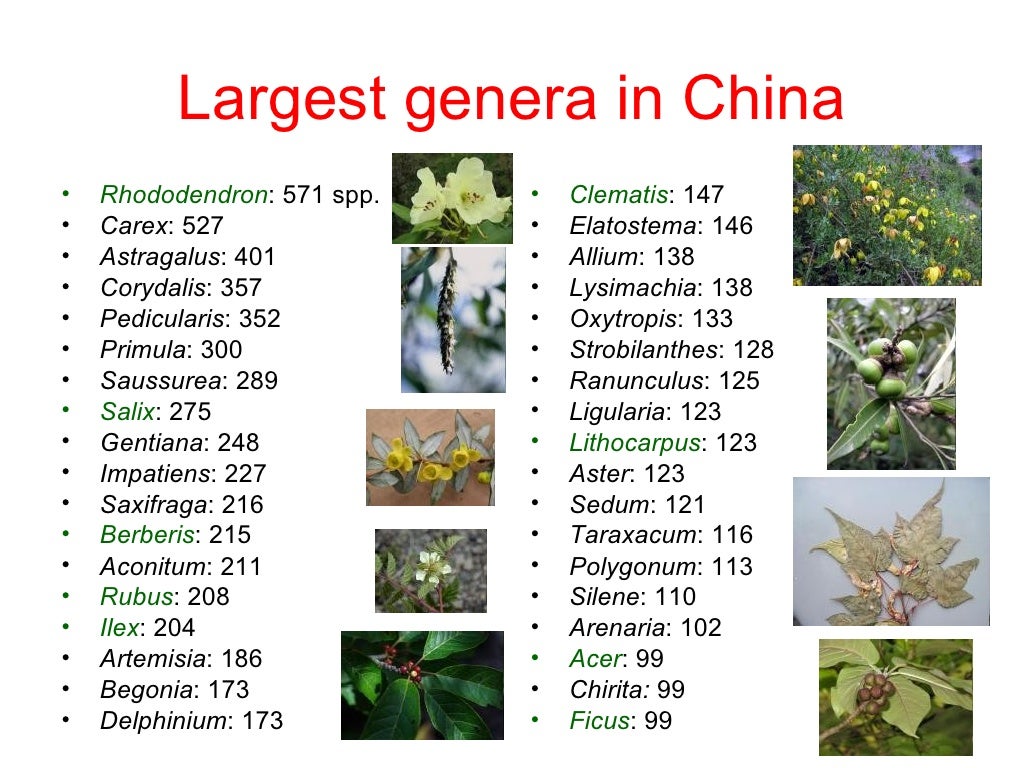 Flora of China: e-resources
