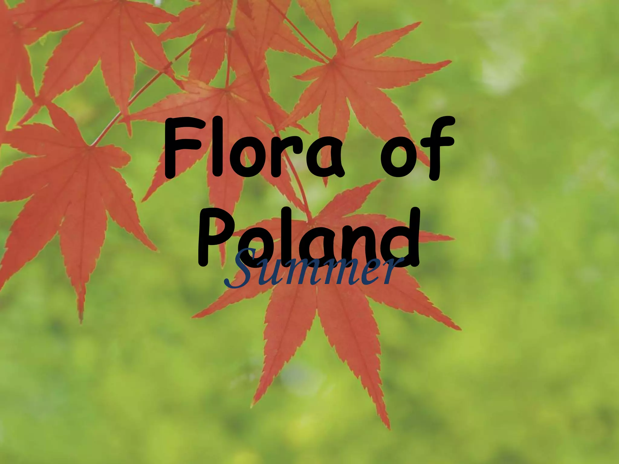 Flora of Poland - Summer | PPTX | Gardening | Home & Garden