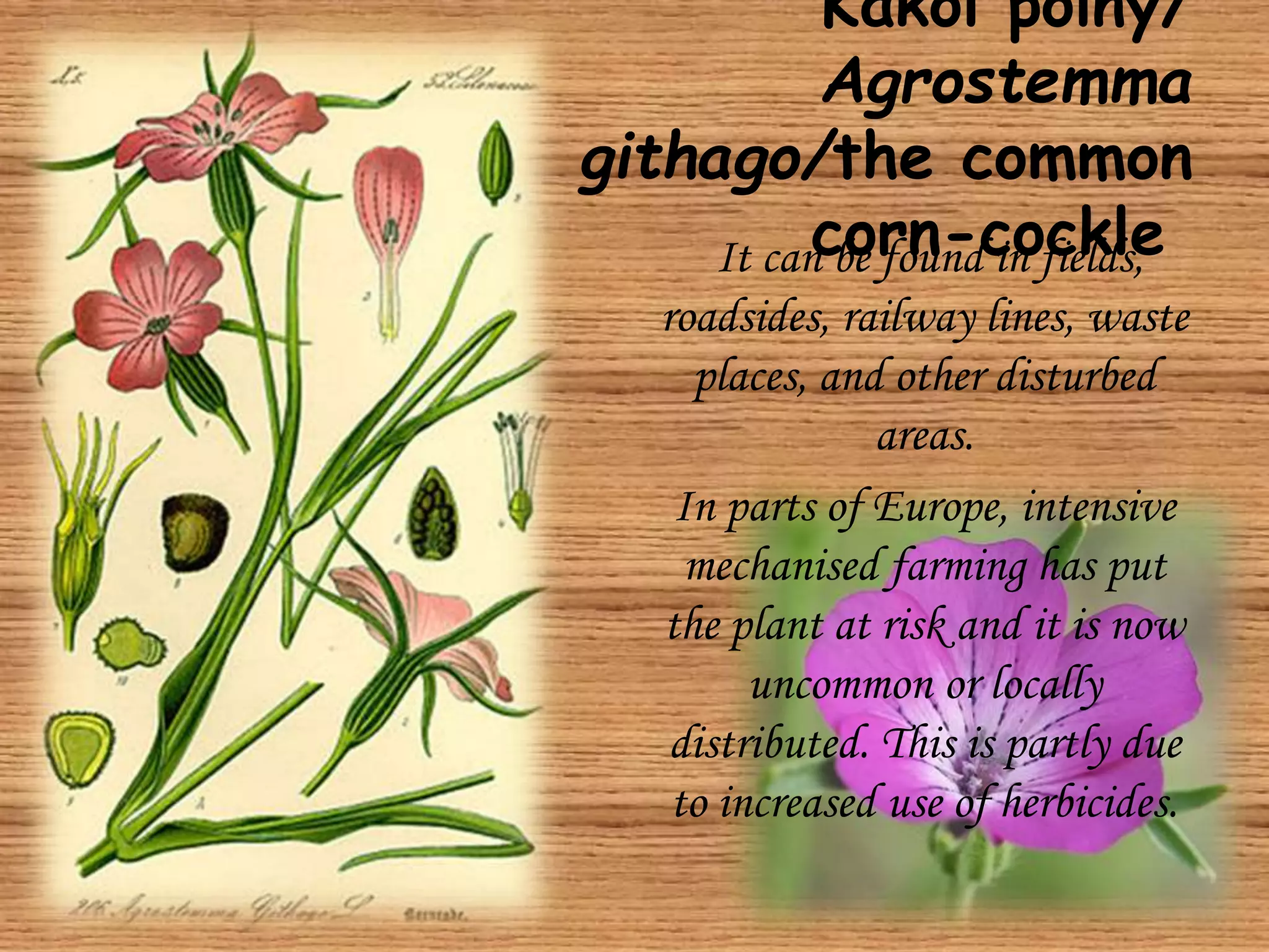 Flora of Poland - Summer | PPTX | Gardening | Home & Garden