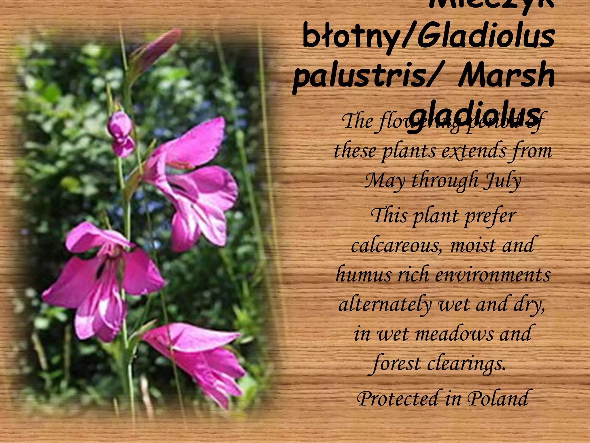 Flora of Poland - Summer | PPTX | Gardening | Home & Garden
