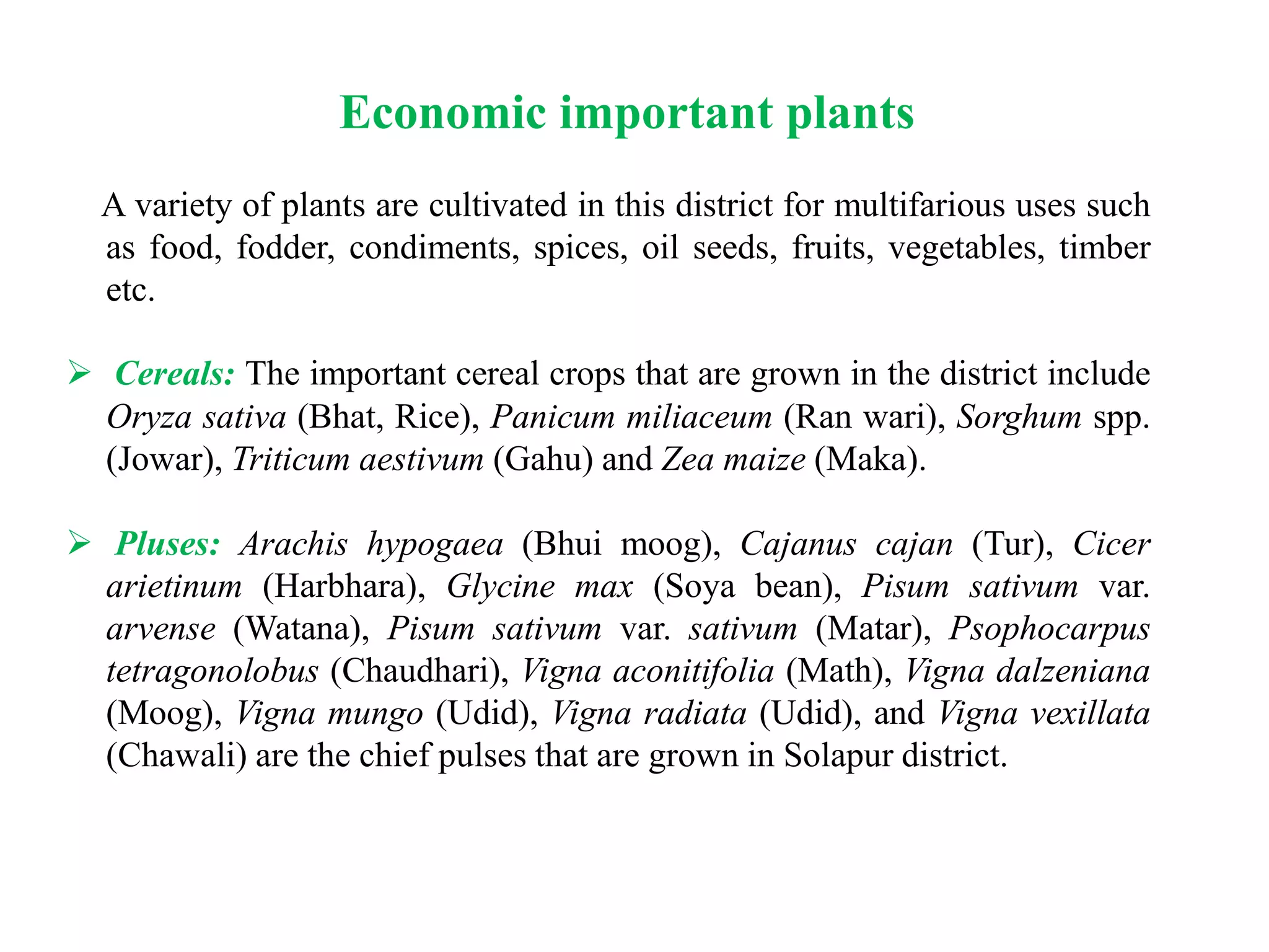 Flora of Solapur | PPTX