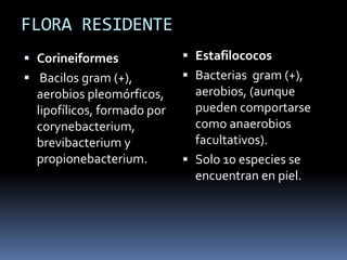 FLORA RESIDENTE Y TRANSITORIA.pptx