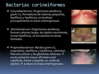 FLORA RESIDENTE Y TRANSITORIA.pptx