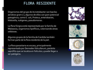 FLORA RESIDENTE Y TRANSITORIA.pptx