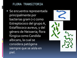 FLORA RESIDENTE Y TRANSITORIA.pptx