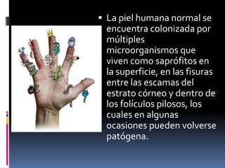 FLORA RESIDENTE Y TRANSITORIA.pptx