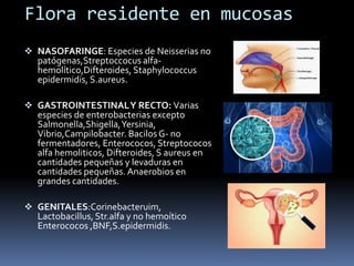 FLORA RESIDENTE Y TRANSITORIA.pptx