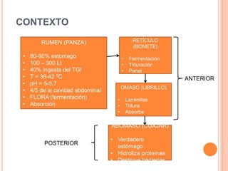 Flora ruminal y producción lactea | PPTX