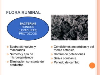 Flora ruminal y producción lactea | PPTX