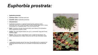 Floras of faisalabad | PPTX