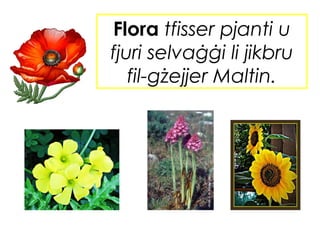 Flora u Fawna | PPT
