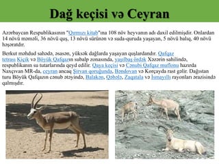 Flora və fauna | PPTX