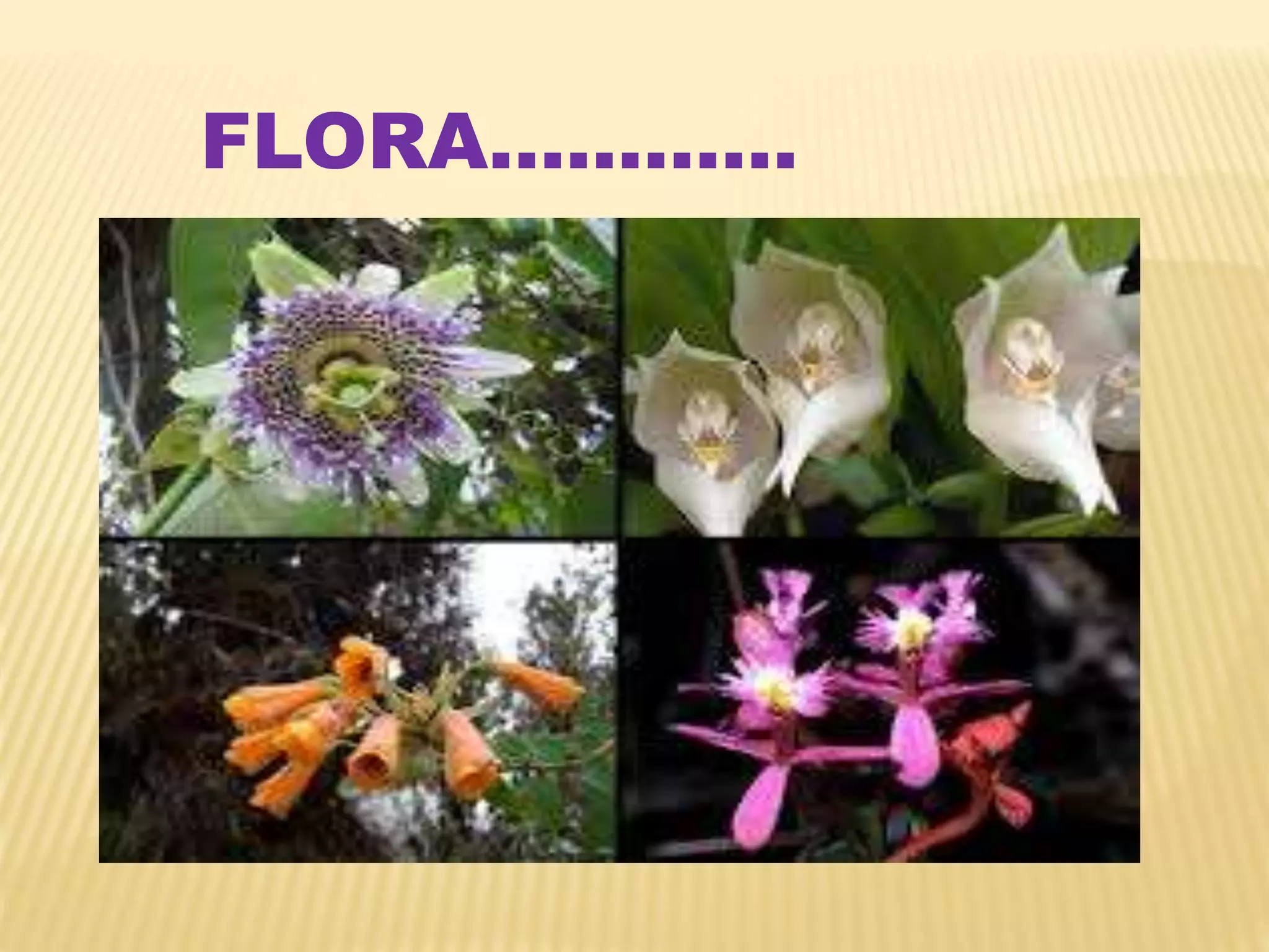 Flora y fauna | PPTX