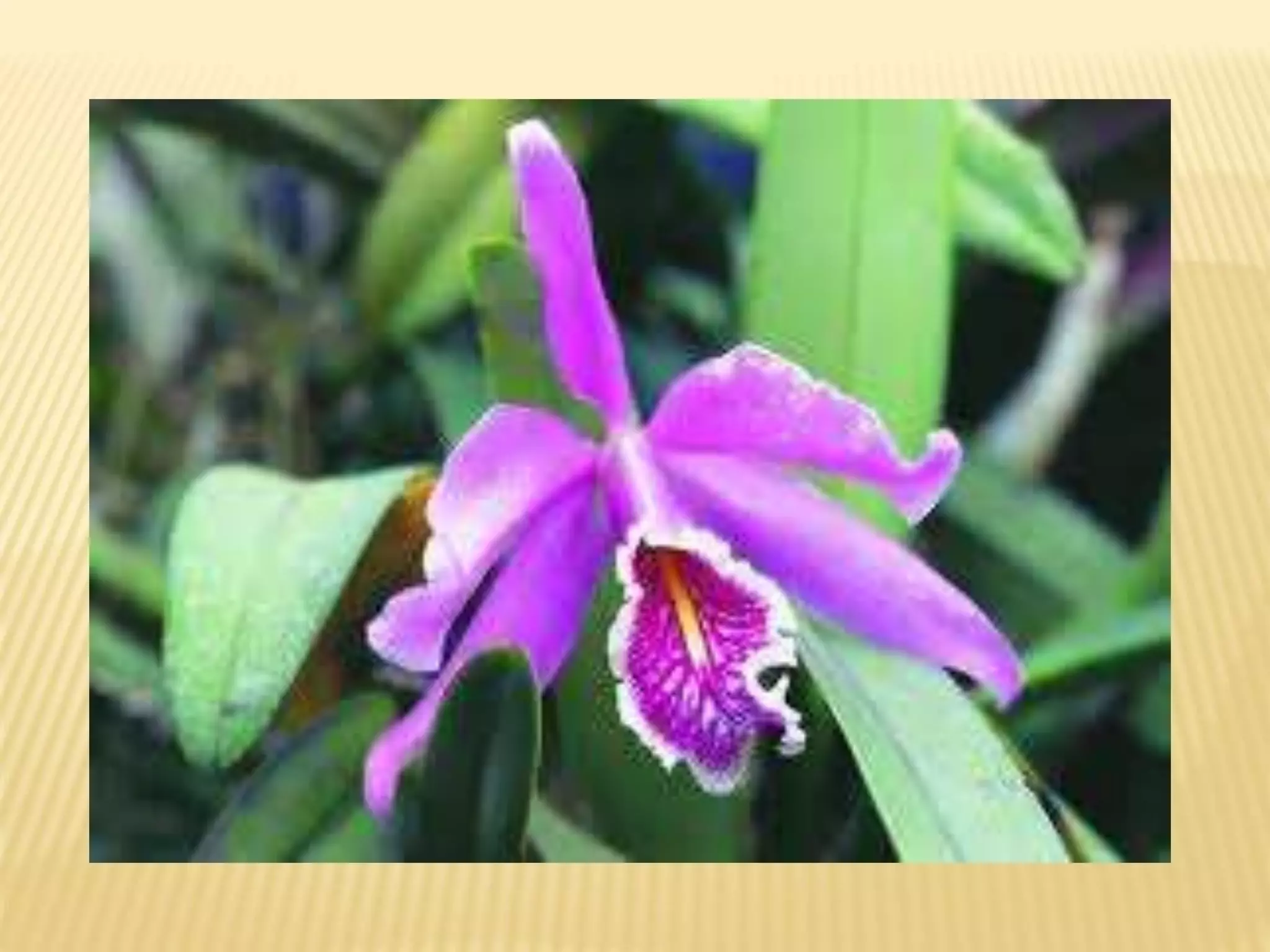 Flora y fauna | PPTX