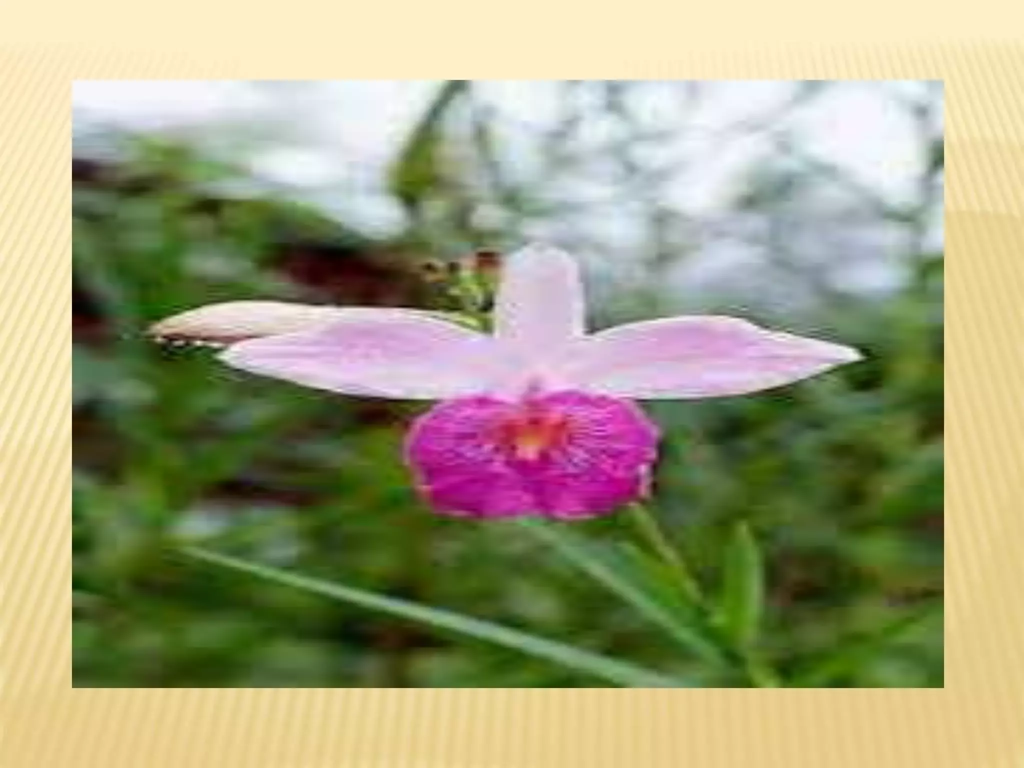 Flora y fauna | PPTX