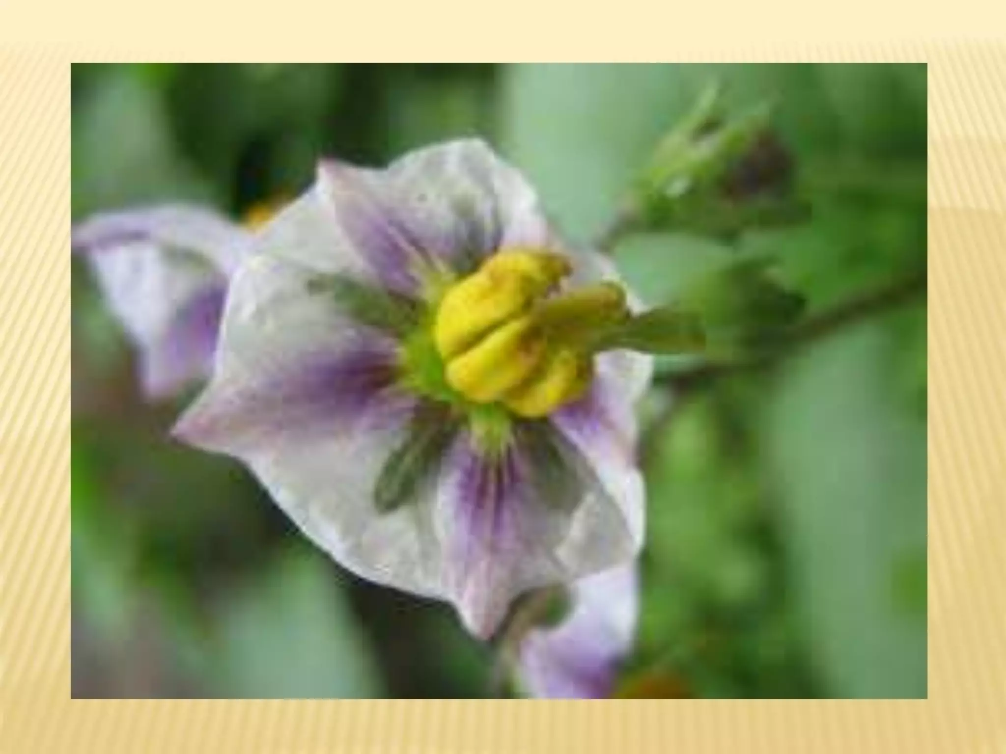 Flora y fauna | PPTX