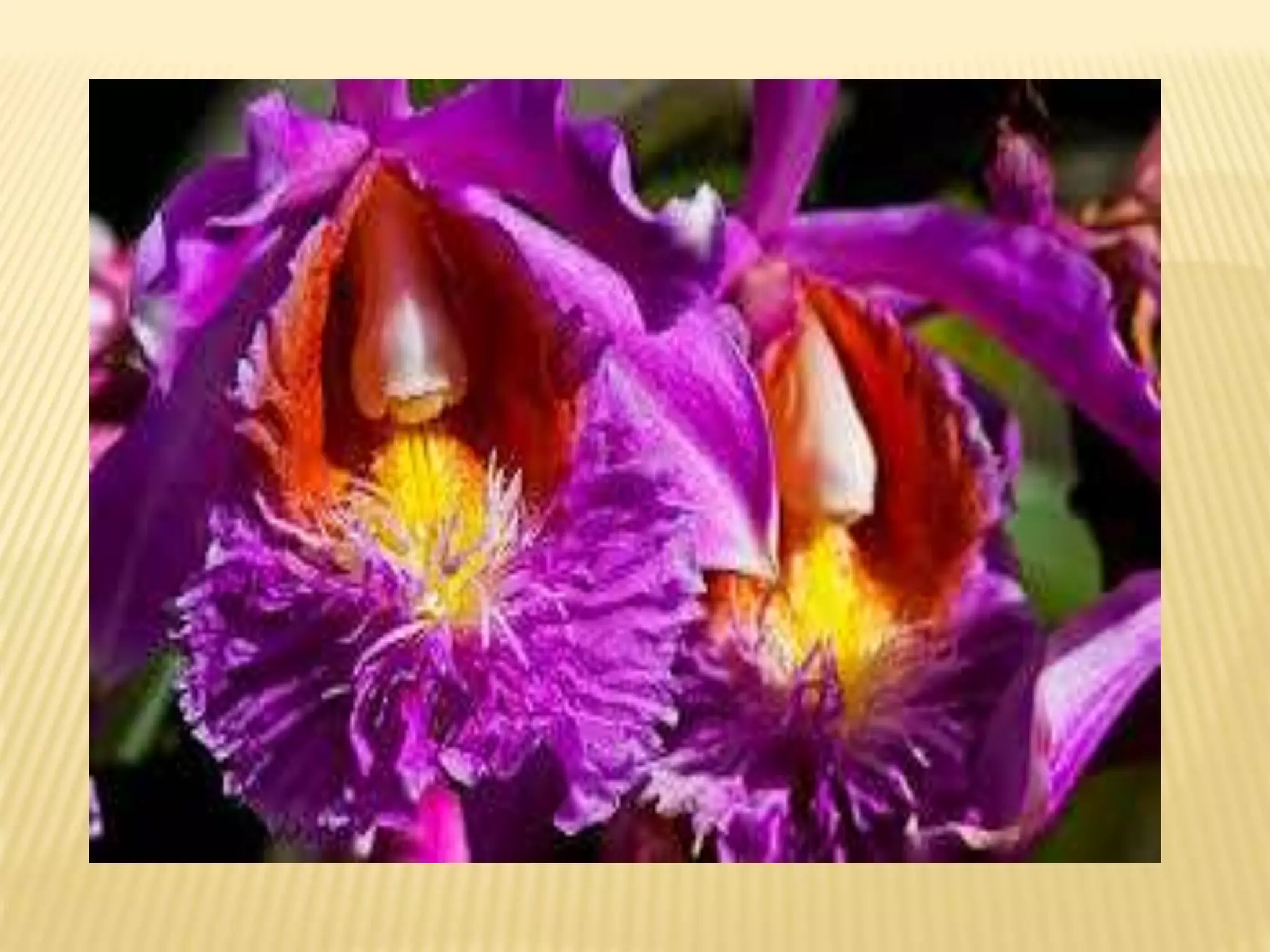 Flora y fauna | PPTX