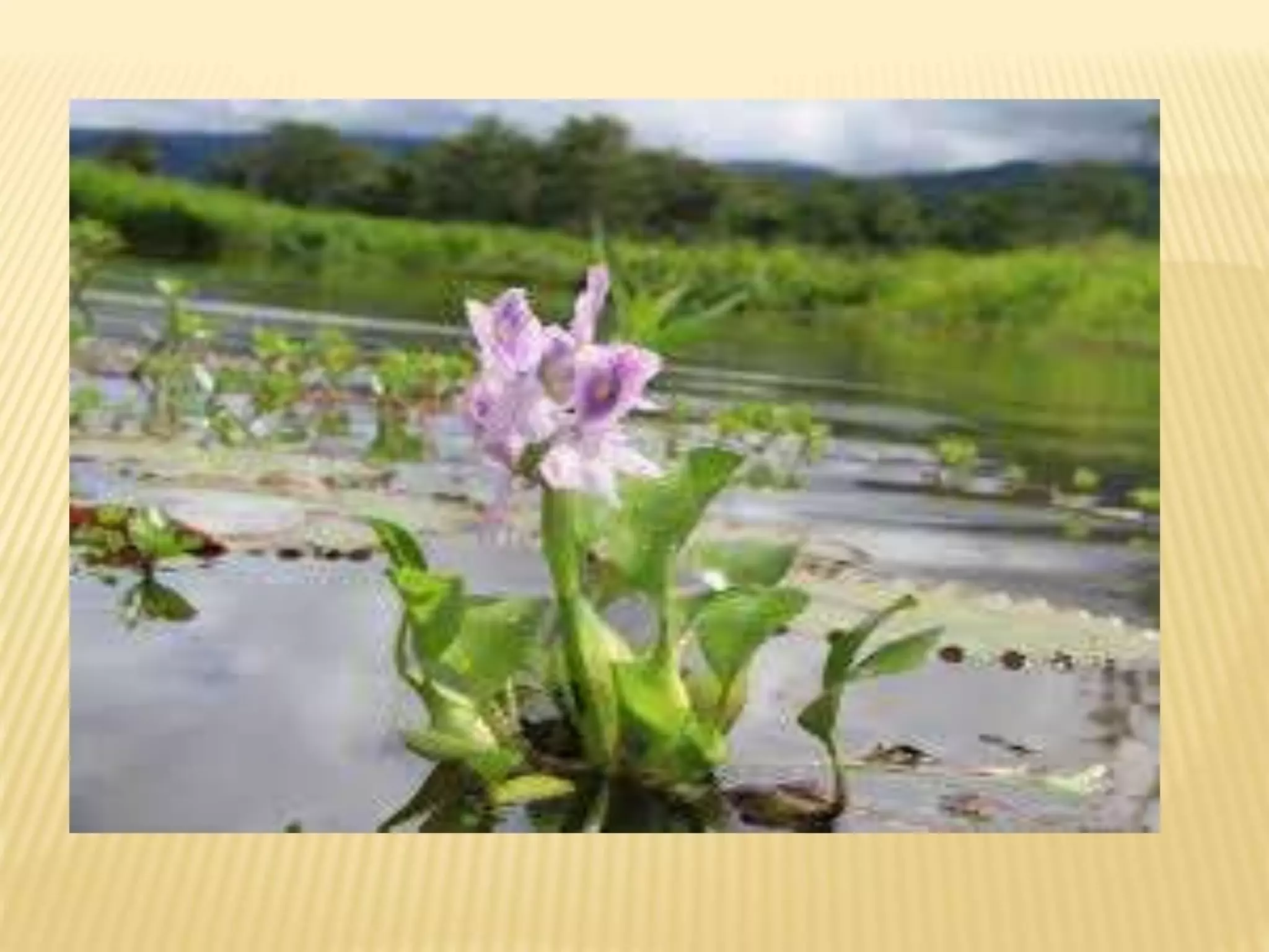 Flora y fauna | PPTX