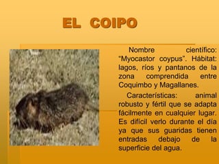 florayfauna.ppt