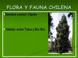 Flora y Fauna de Chile | PPT