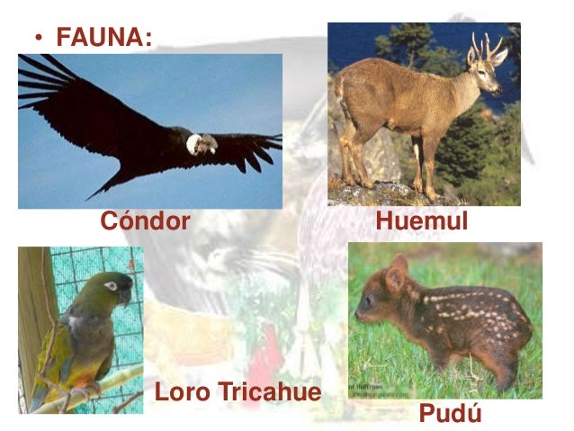 Flora Y Fauna Chile | Guía de Flora y Fauna de Chile – RWWDF