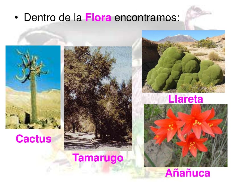 Flora y fauna de chile