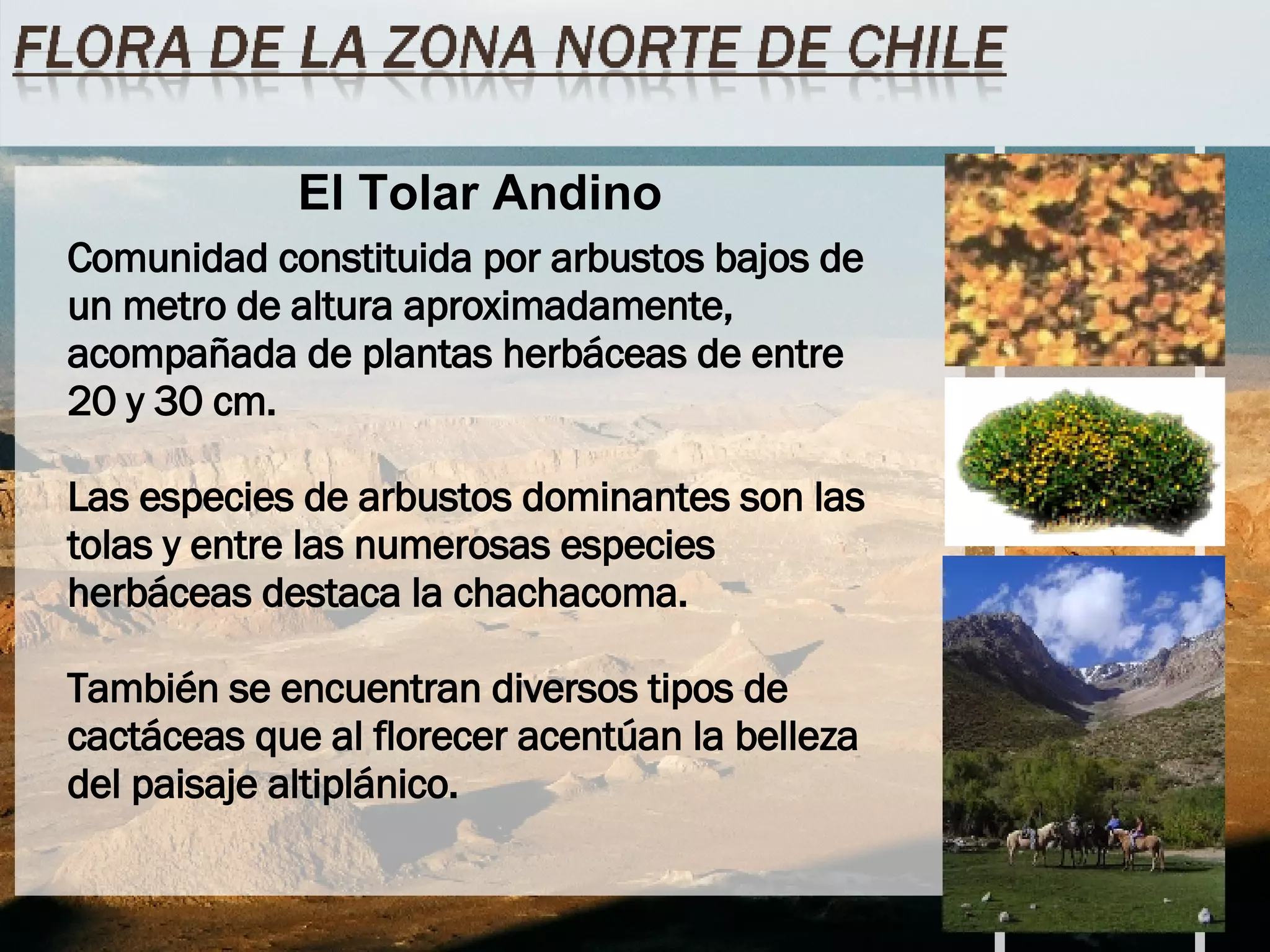 Flora Y Fauna De Chile Final | PPT | South America Travel | Travel ...