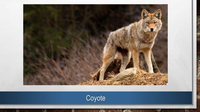 FLORA Y FAUNA DE DURANGO