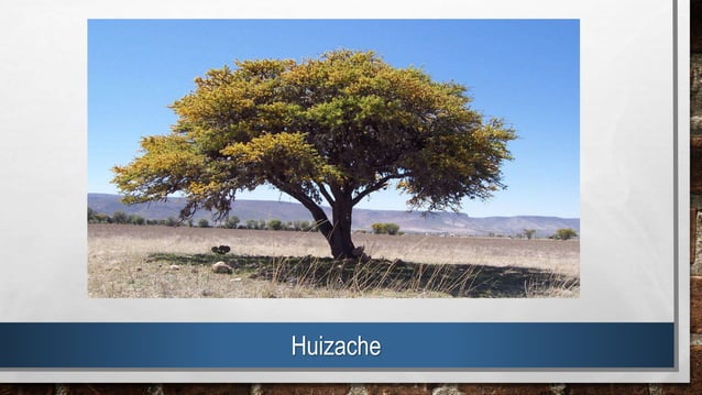 FLORA Y FAUNA DE DURANGO