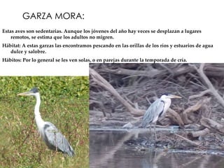 Flora y fauna de Entre Ríos | PPTX
