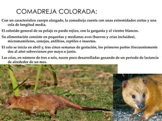 Flora y fauna de Entre Ríos | PPTX
