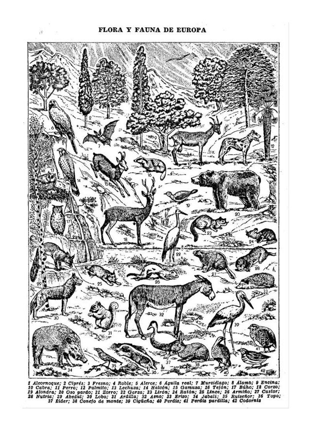 Flora y fauna de Europa Flora y fauna de Europa