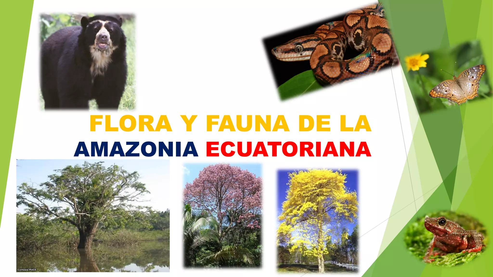 Flora y fauna de la amazonia ecuatoriana | PDF