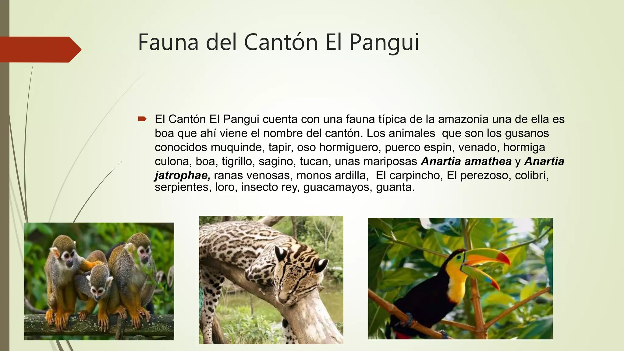 Flora y fauna del cantón el pangui | PPT