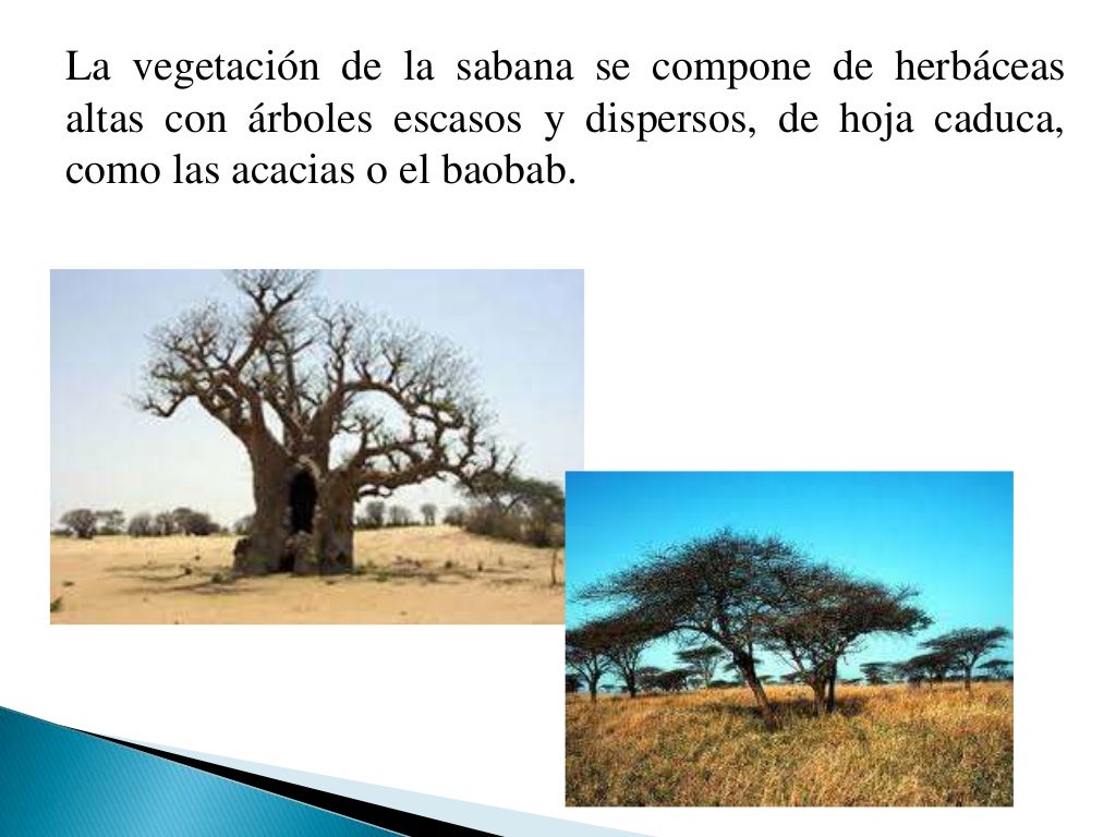 Biomas: Tipos Características Flora Y Fauna De Los Biomas – MUCMV