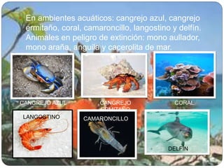 Flora y fauna de quintana roo | PPTX