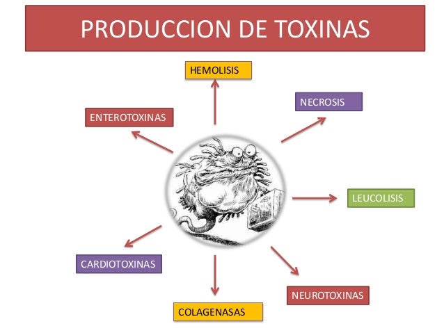 Flora y toxinas (infecto)