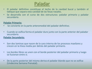 Embriología de cabeza y cuello FonoUNC | PPTX